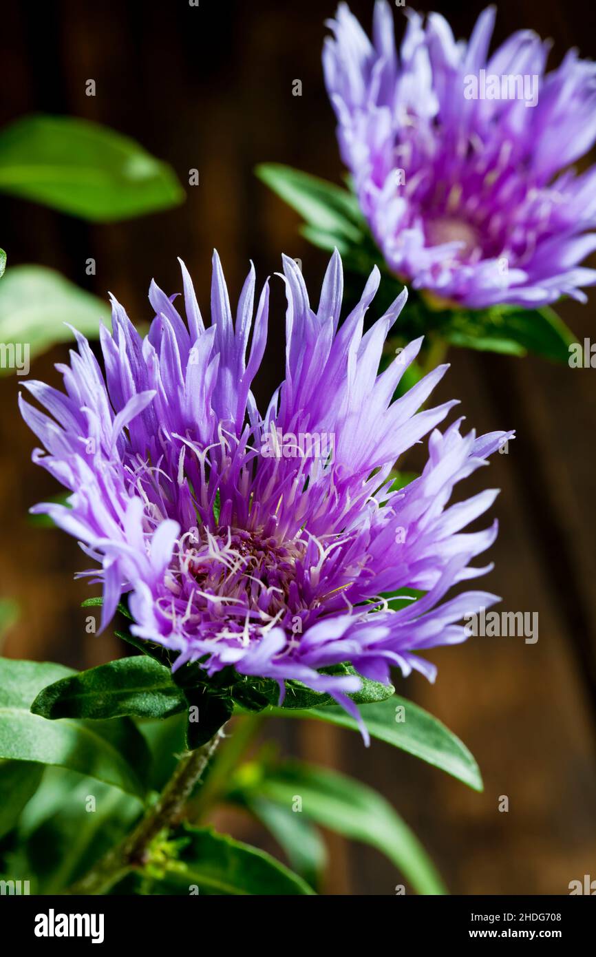Aster plant family hi-res stock photography and images - Alamy