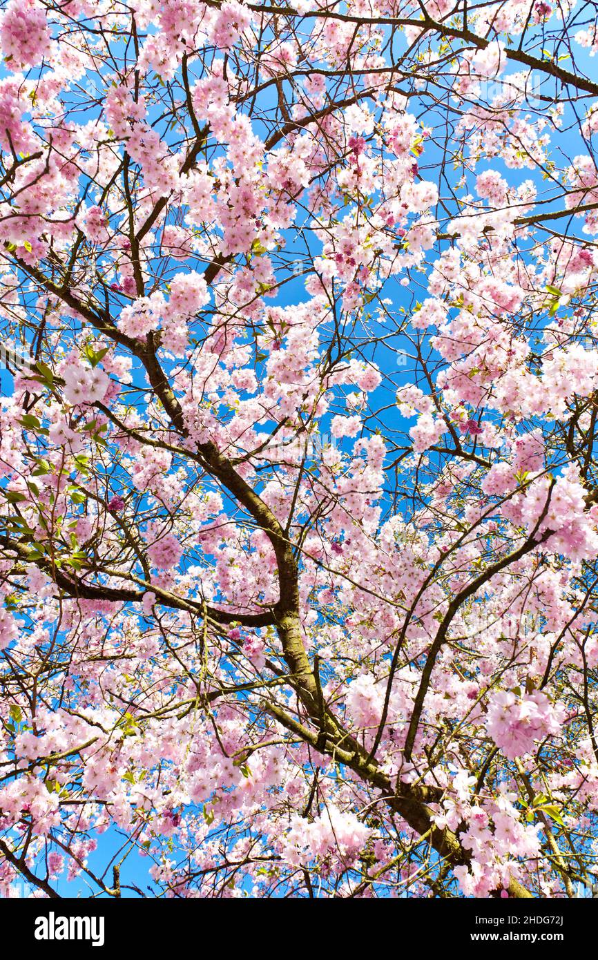 cherry tree, cherry trees, flowering fruit trees Stock Photo - Alamy