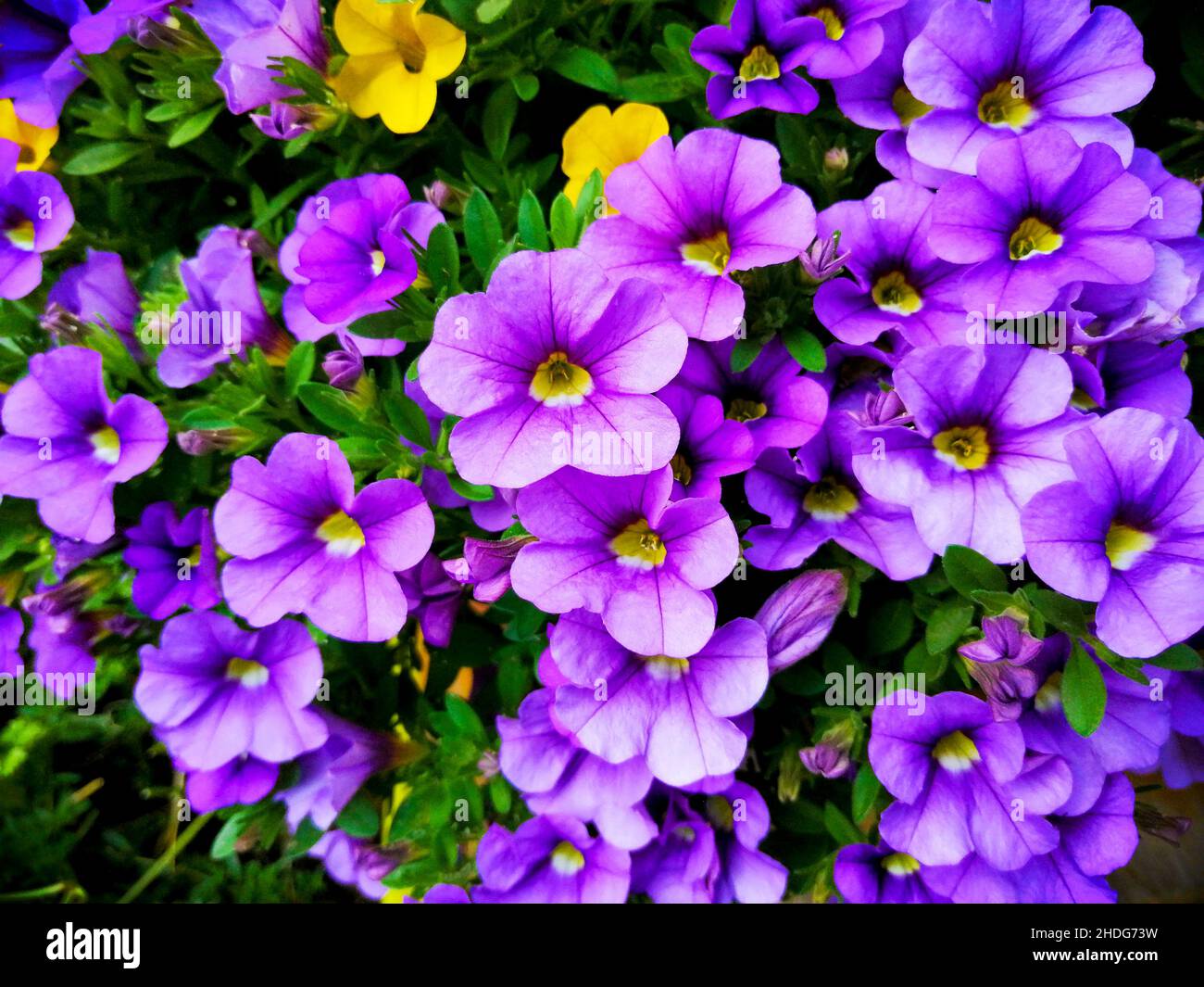 Lila wonder hi-res stock photography and images - Alamy