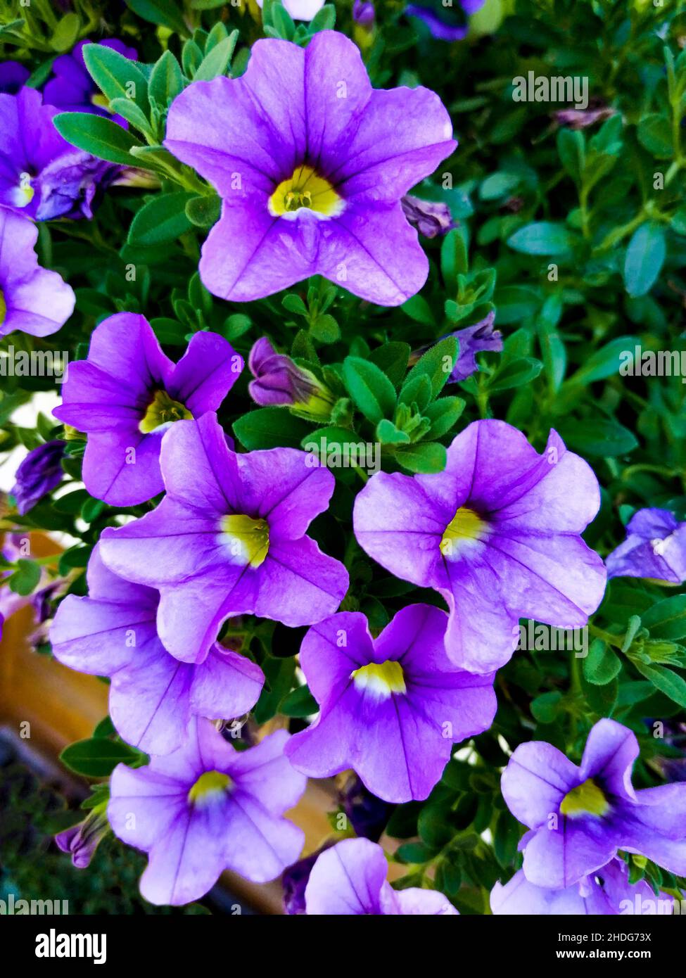 Lila wonder hi-res stock photography and images - Alamy