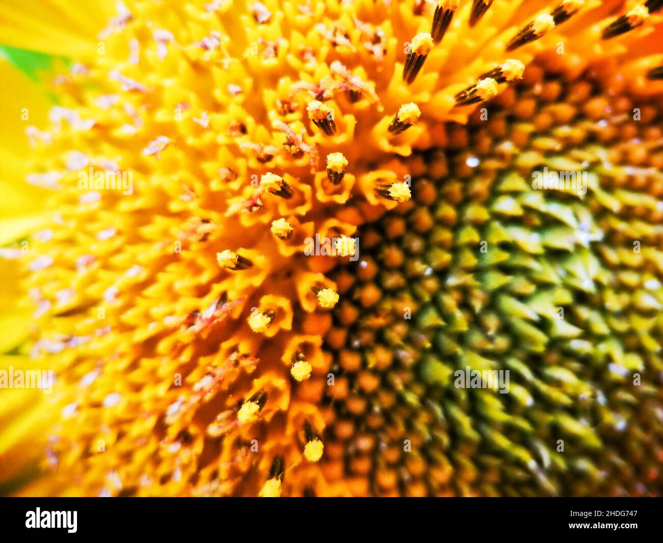 Sunflower macros hi-res stock photography and images - Alamy