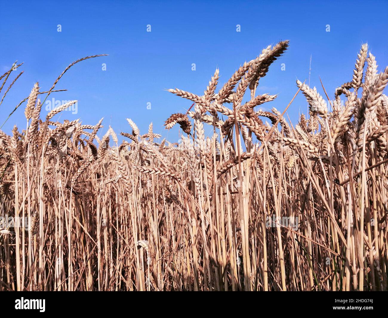 grain, corn field, wheat ears, grains, corn fields, wheat ear Stock ...