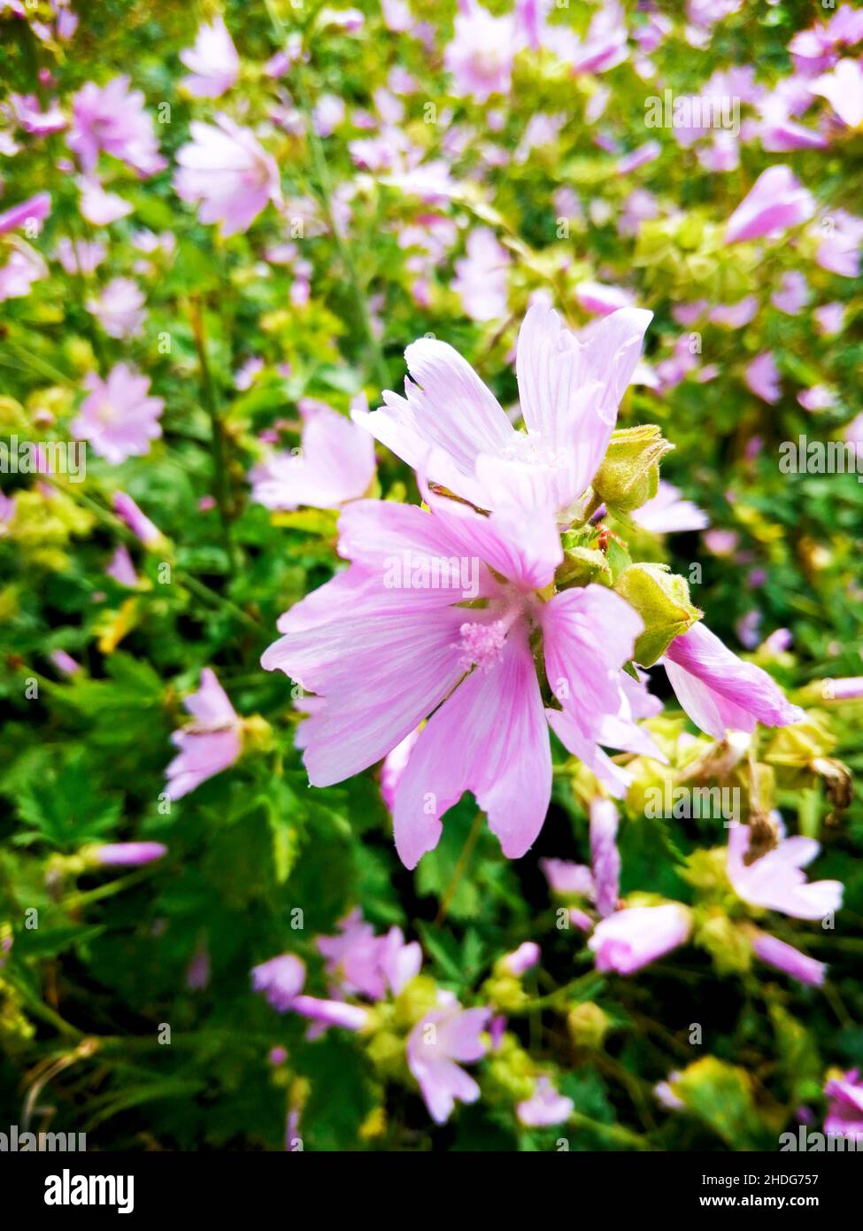 malva moschata, malva moschatas Stock Photo - Alamy