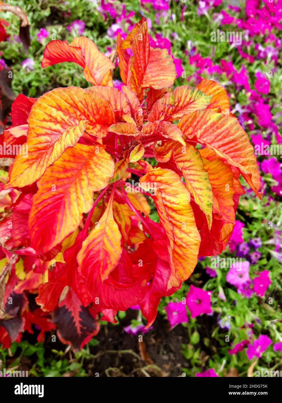 Amaranths tricolor hi-res stock photography and images - Alamy