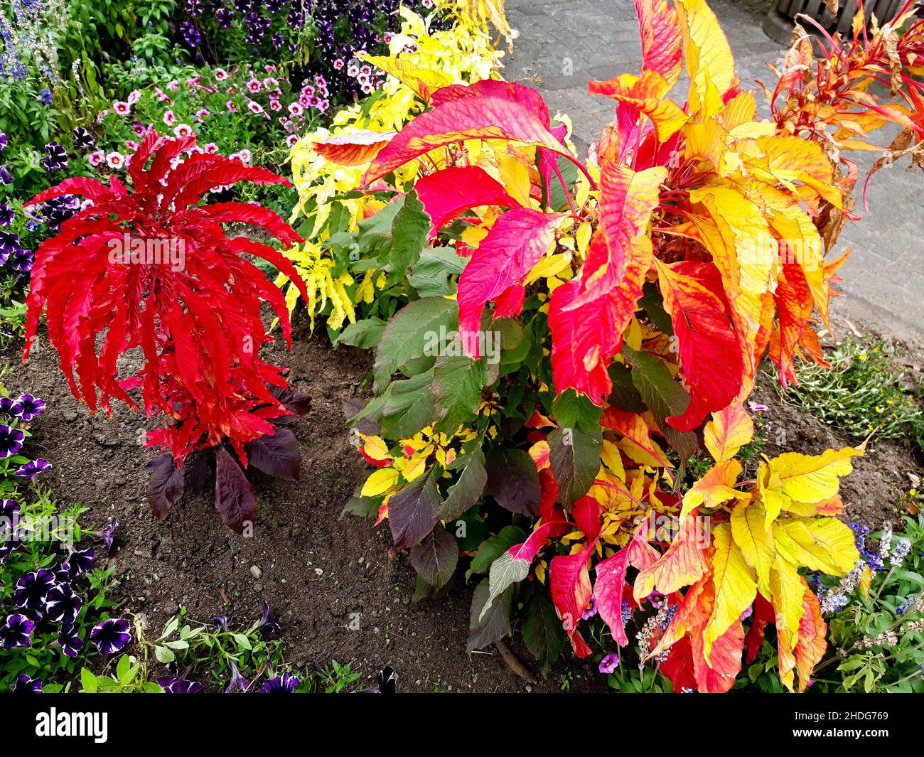 Amaranthus plant hi-res stock photography and images - Alamy