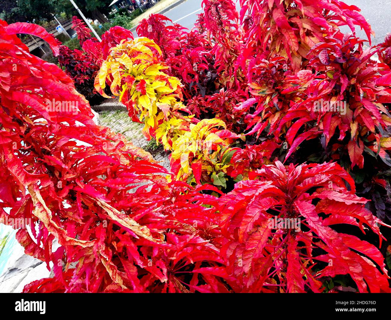 Amaranths tricolor hi-res stock photography and images - Alamy