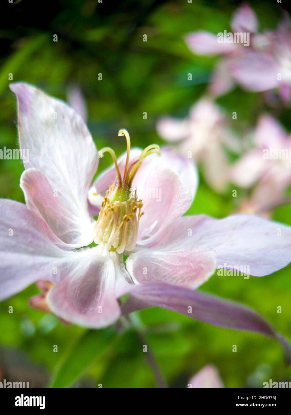 Pink blossom anemone flower hi-res stock photography and images - Alamy