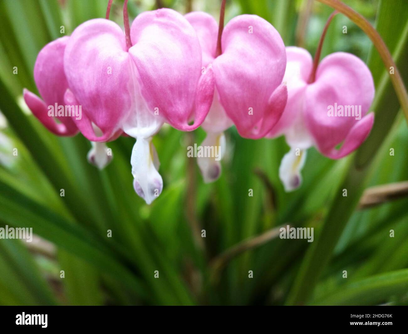 Watery flower hi-res stock photography and images - Alamy