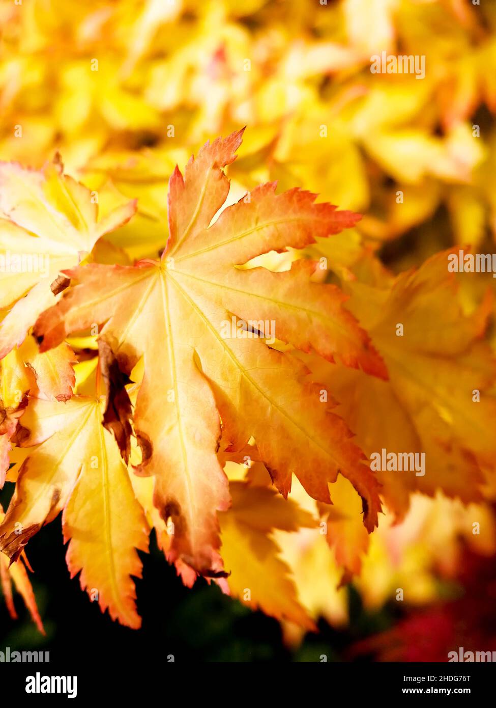 leaf shape, japanese maple, leaf shapes, japanese, japanese maples ...