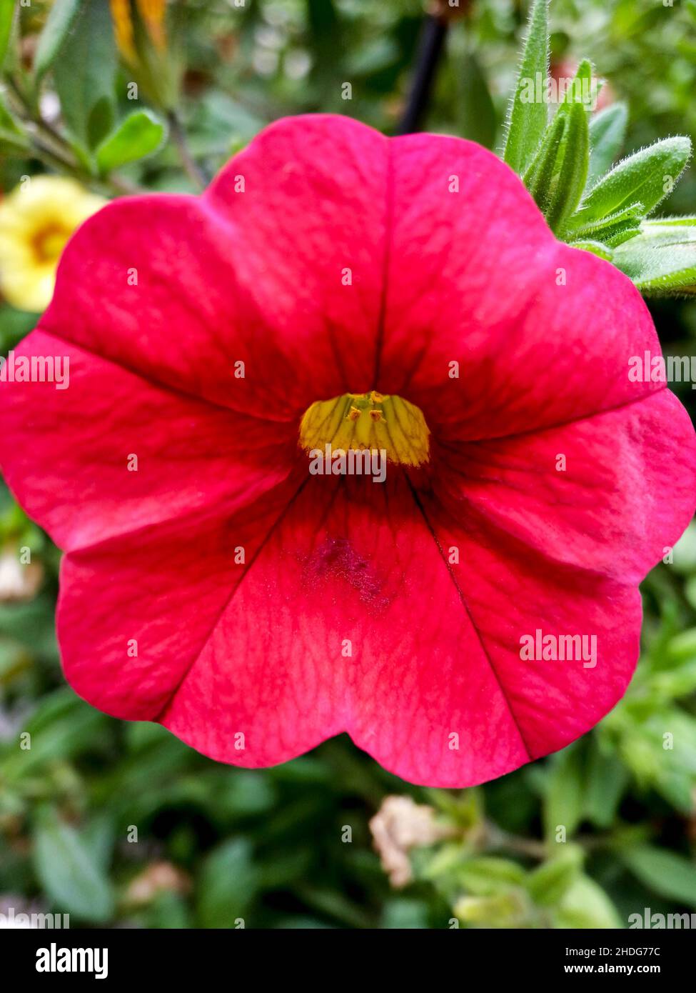 Wonder of natur hi-res stock photography and images - Alamy