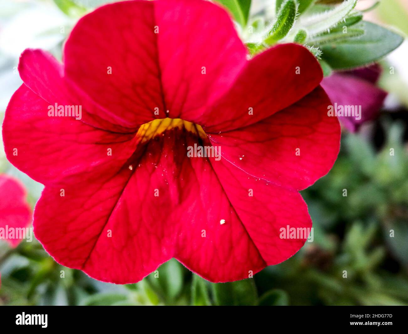 Wonder of natur hi-res stock photography and images - Alamy