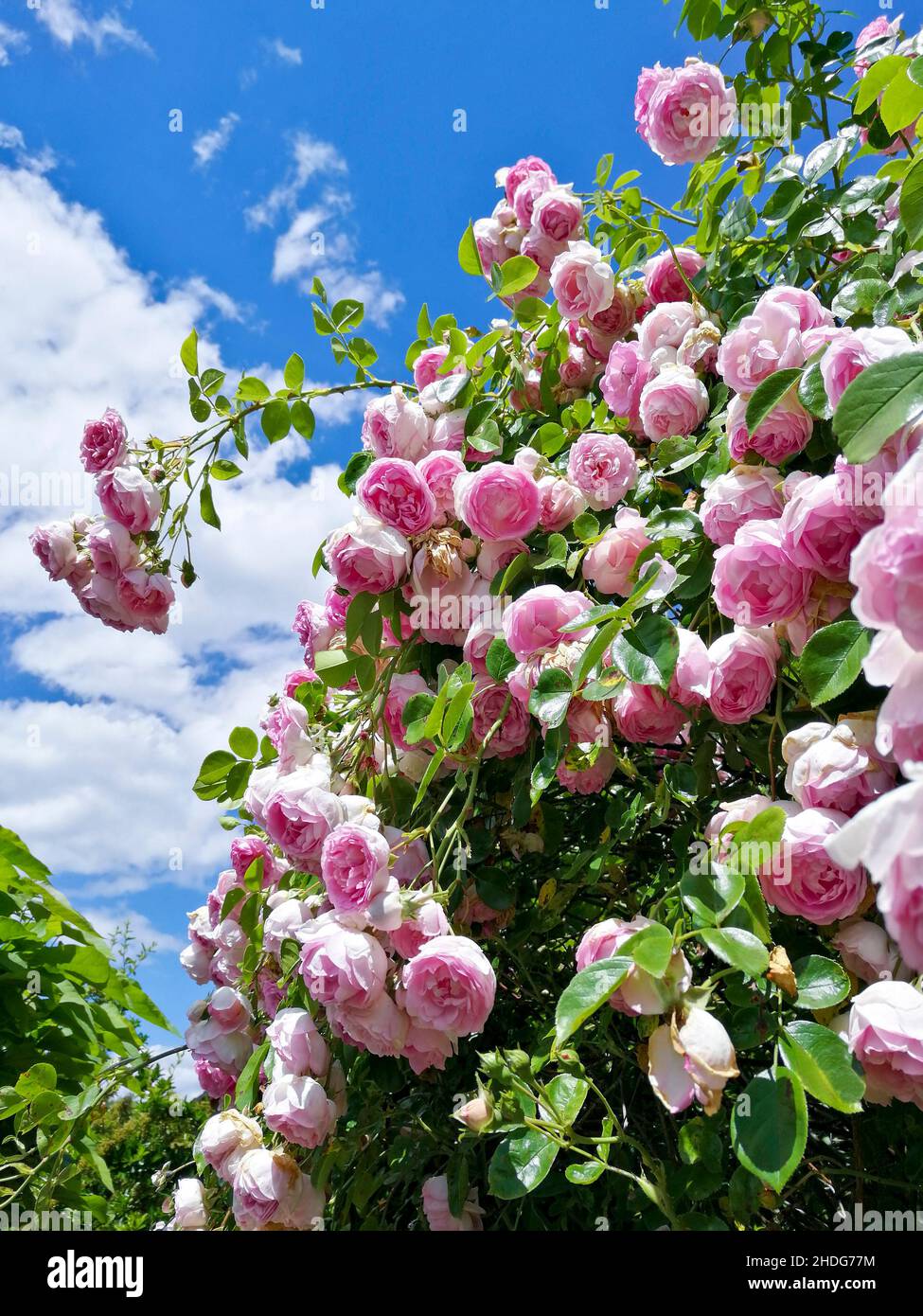 rose petals, climbing roses, rose petal, climbing rose Stock Photo - Alamy