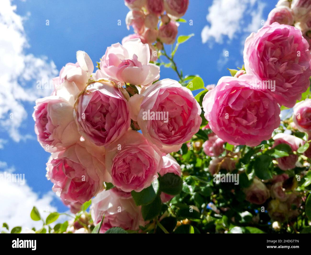 rose, creeper plant, climbing roses, roses, creeper plants, climbing rose Stock Photo - Alamy