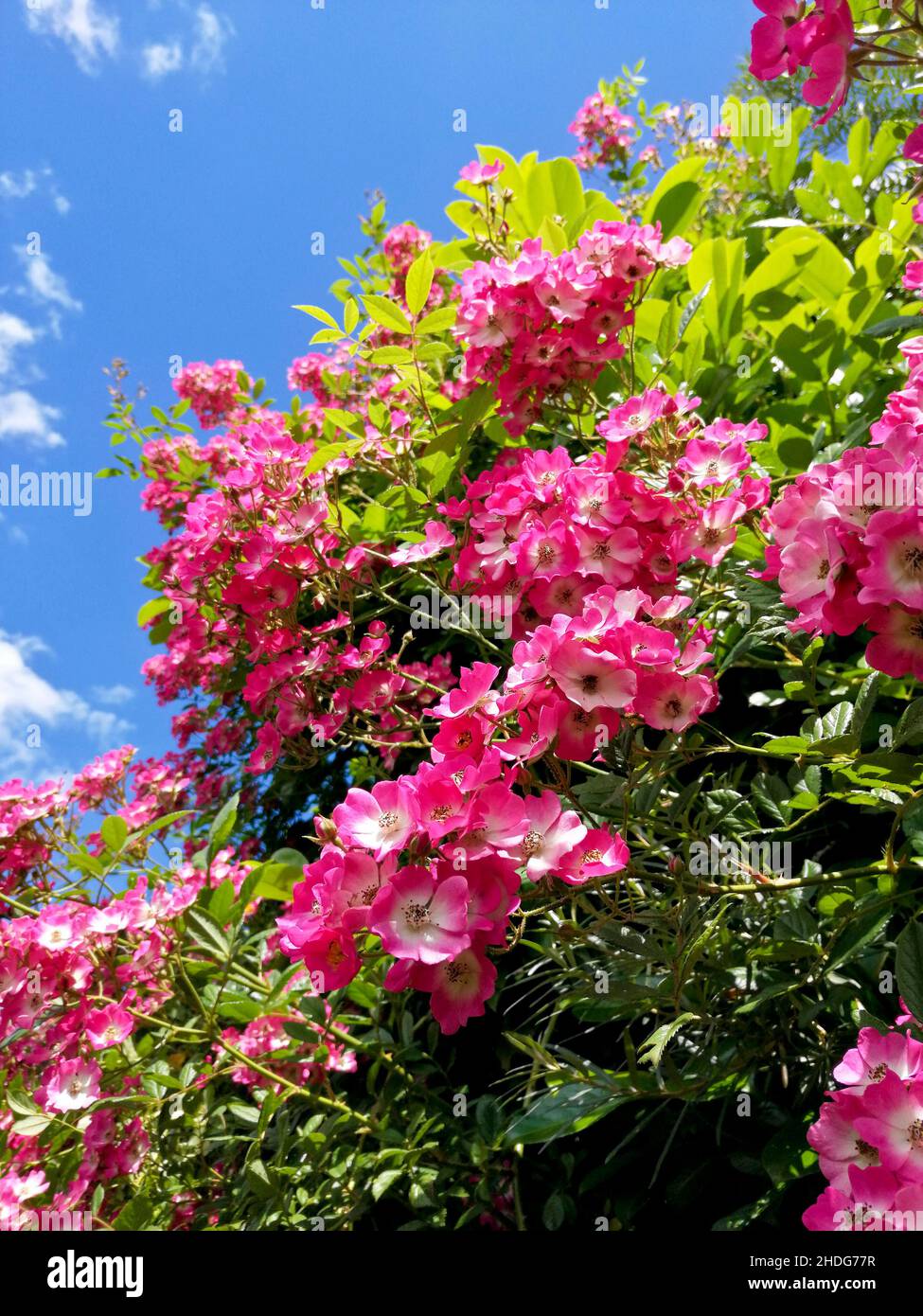 Busch shrub hi-res stock photography and images - Alamy