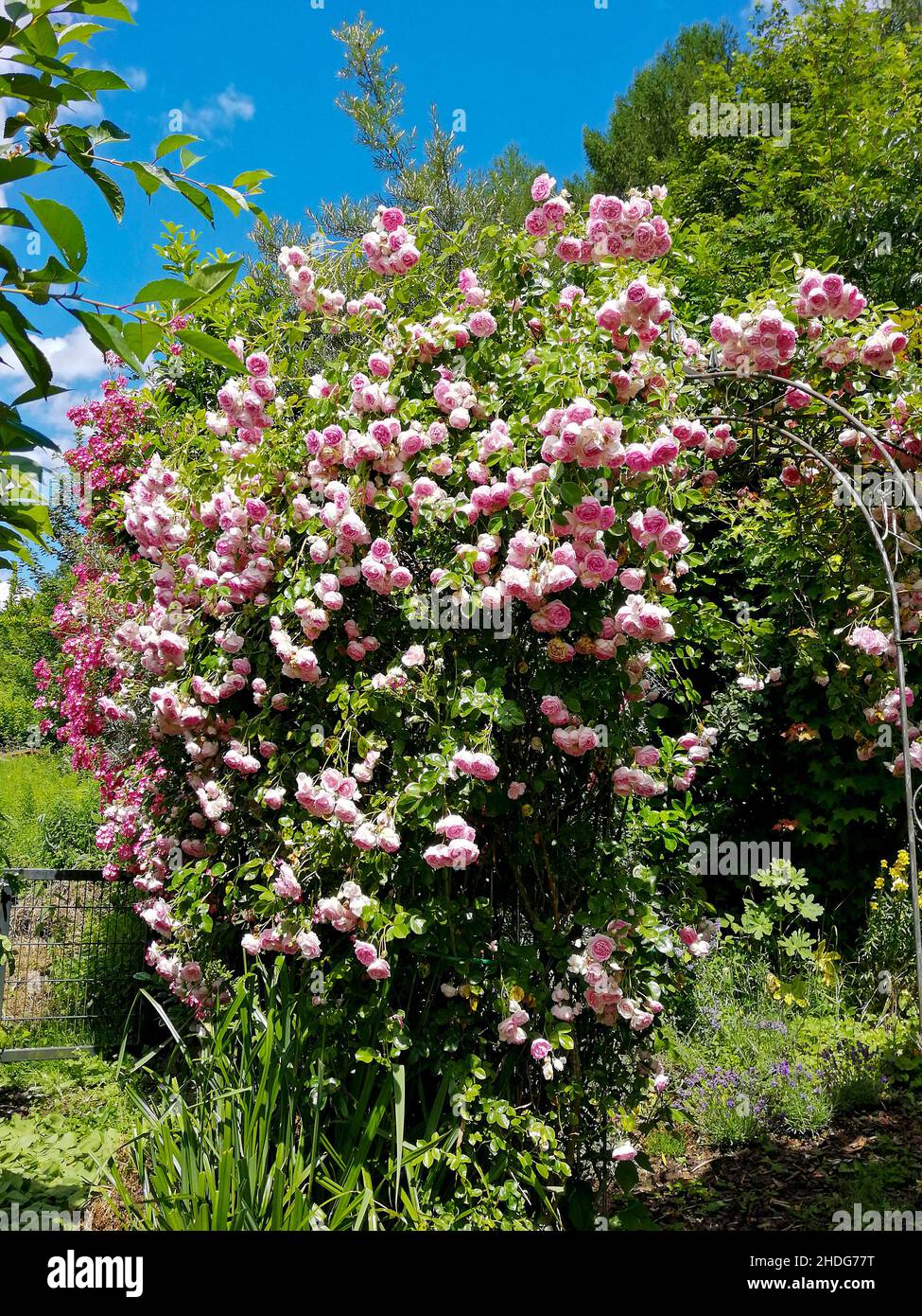 Arch of roses hi-res stock photography and images - Alamy
