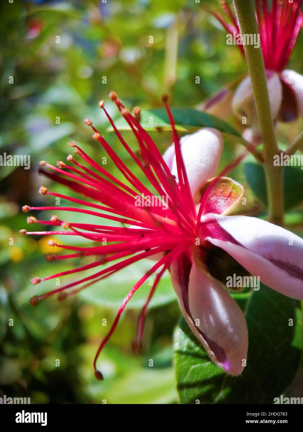 Cattley guava hi-res stock photography and images - Alamy