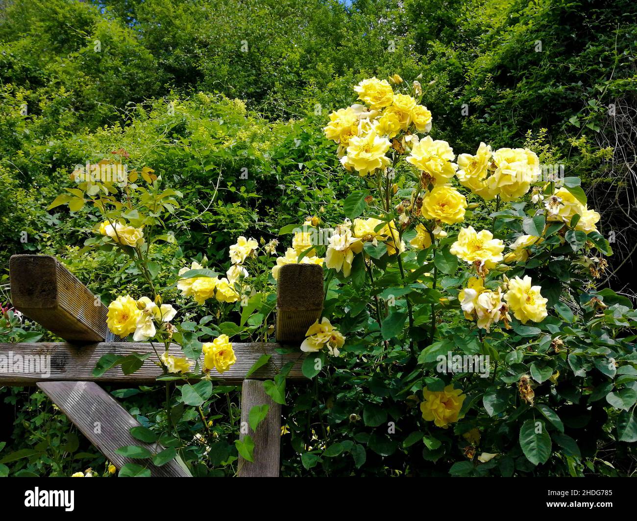 climbing roses, climbing rose Stock Photo - Alamy