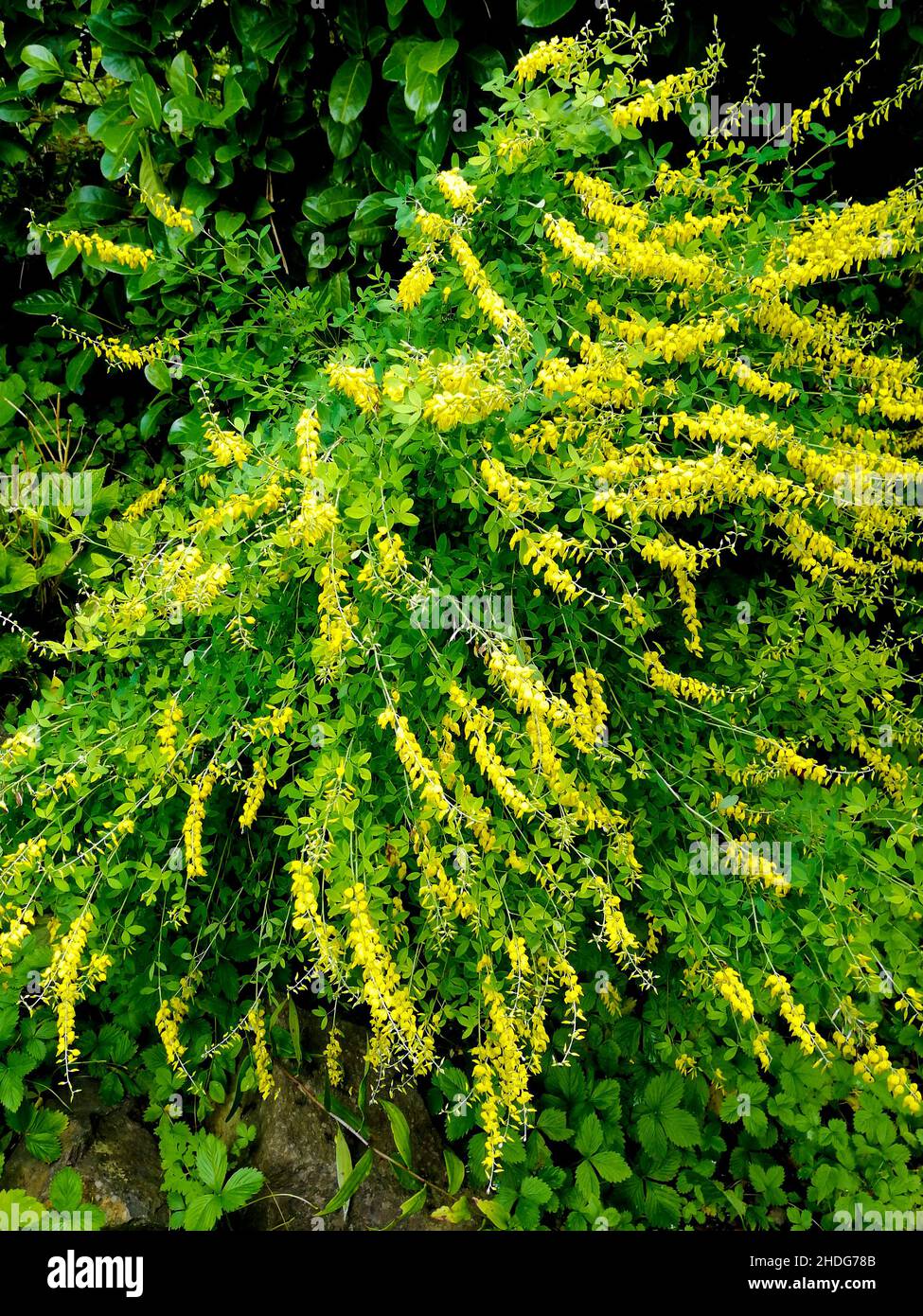 melilot, melilots, melilotus officinalis Stock Photo - Alamy
