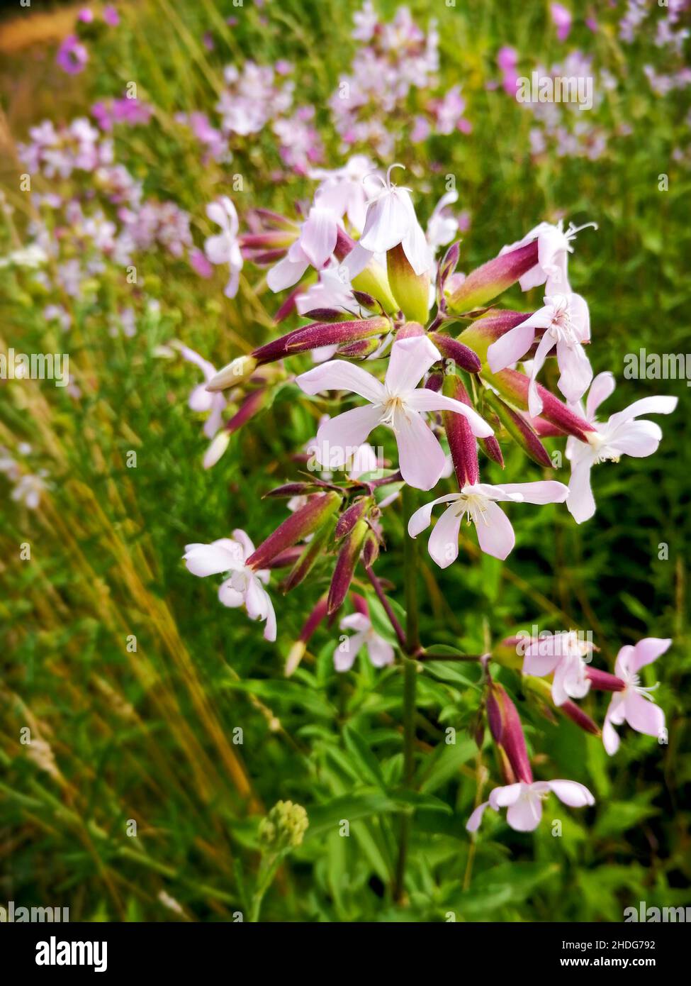 common soapwort, bouncing-bet, crow soap, soapweed, wild sweet william ...