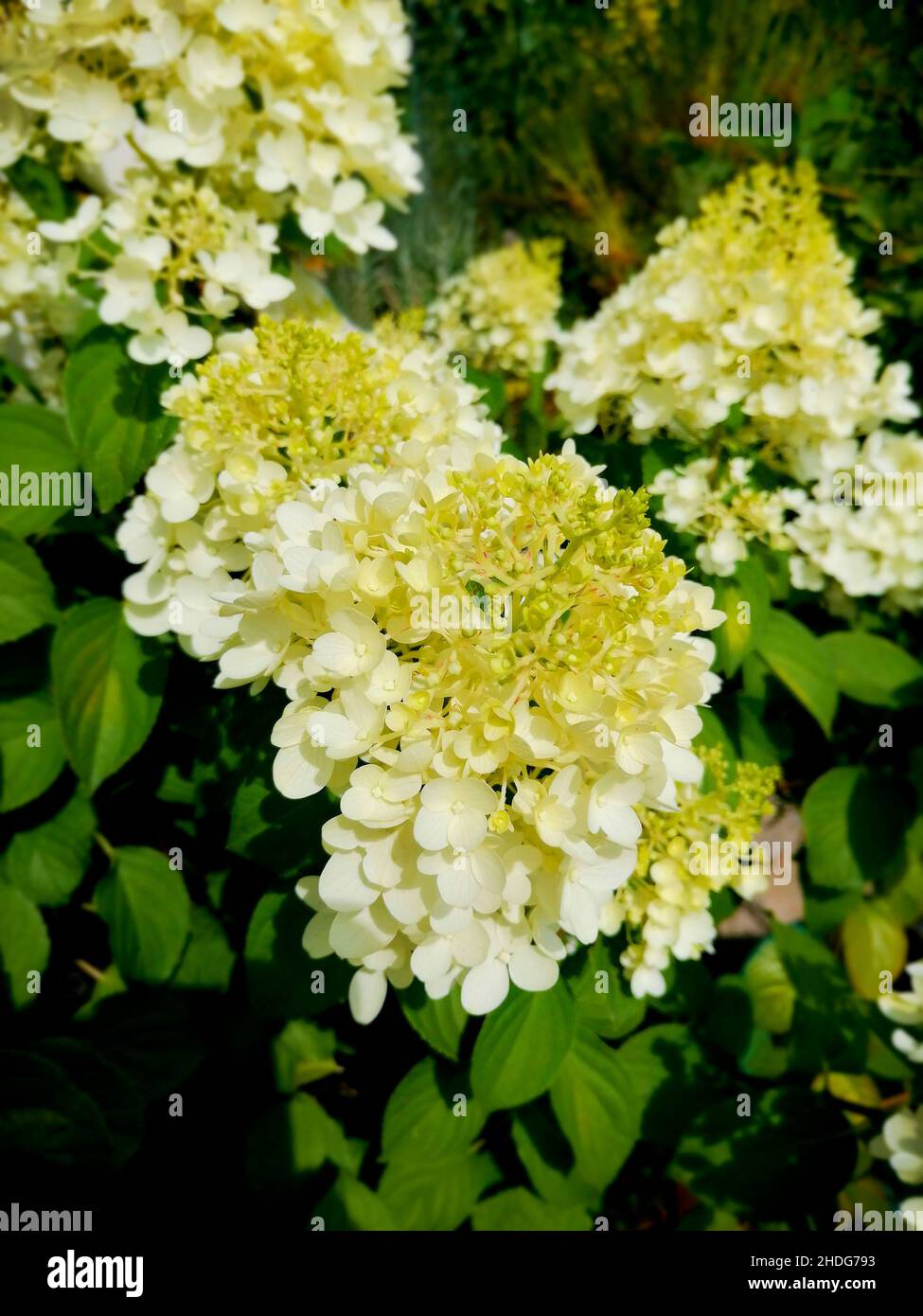 hydrangea, hydrangea paniculata, hydrangeas Stock Photo - Alamy