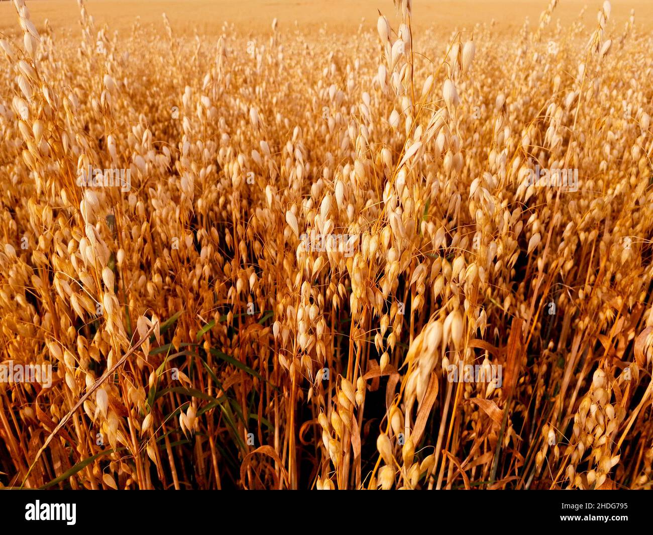 cereal crops, oat, oats Stock Photo - Alamy