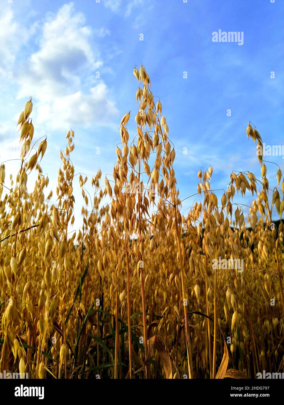 oat, oat ear, oats, oat ears Stock Photo - Alamy
