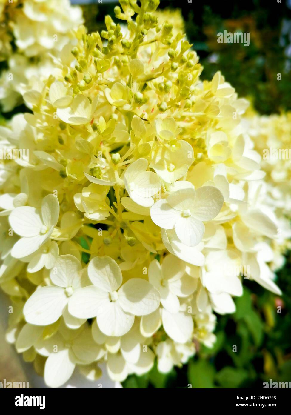 Paniculata hydrangea flowers hi-res stock photography and images - Alamy