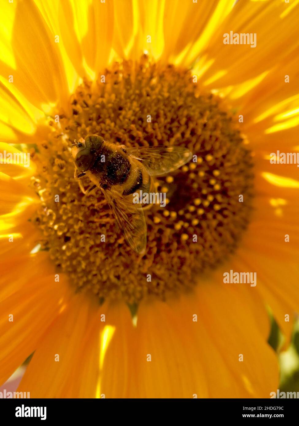 Sunflower pollens hi-res stock photography and images - Alamy