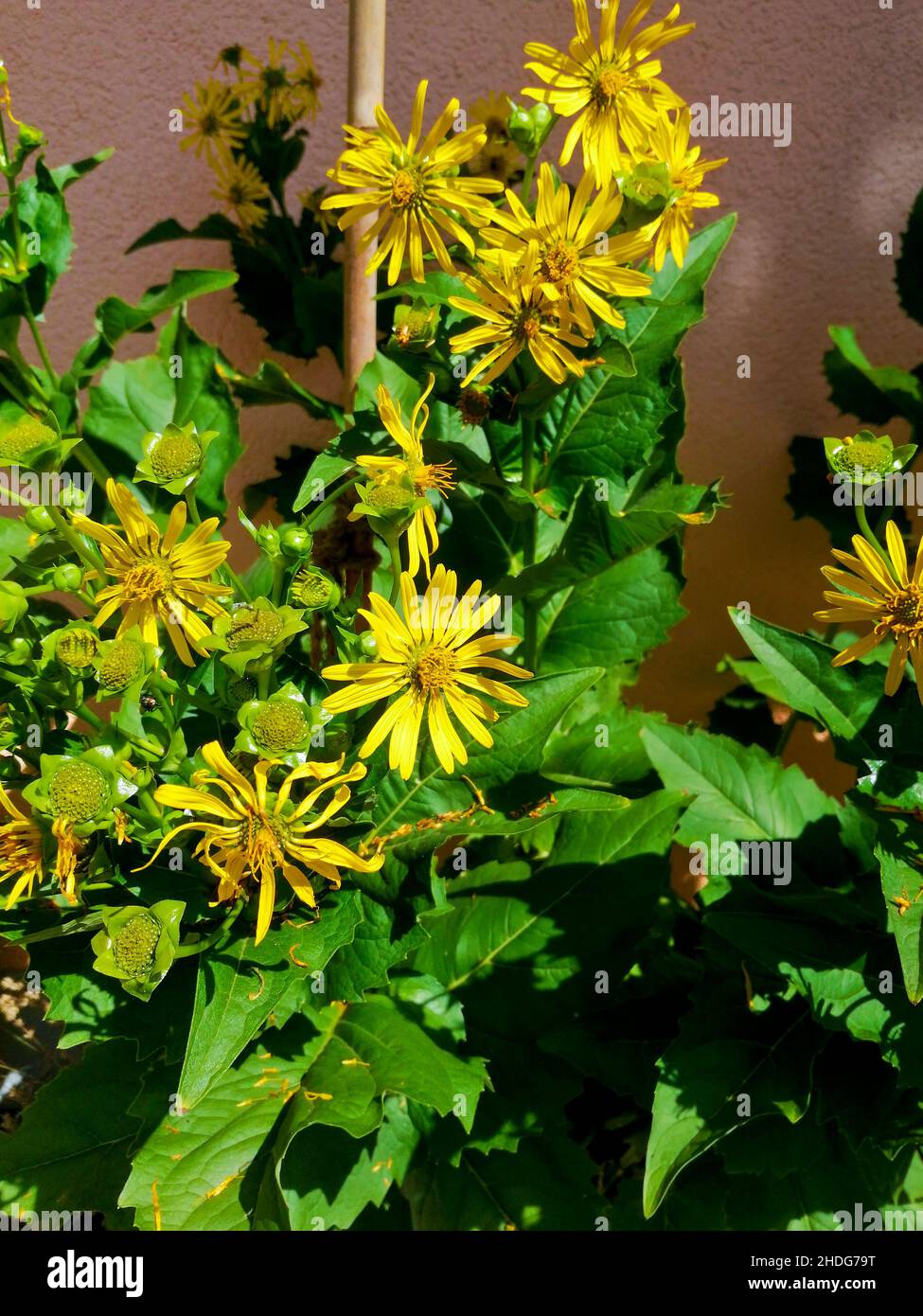 fodder plant, silphium perfoliatum, fodder plants Stock Photo - Alamy