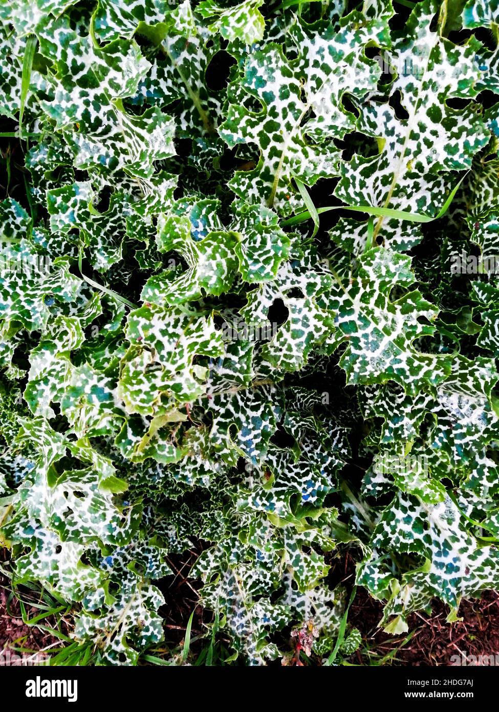 pattern, colors & shapes, thistle, patterns, colors and shapes ...