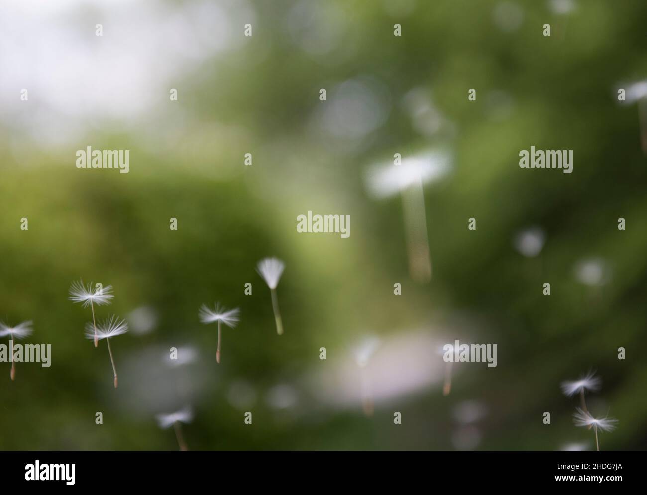 backgrounds, dandelion, seed, background, dandelions, löwenzahn font ...