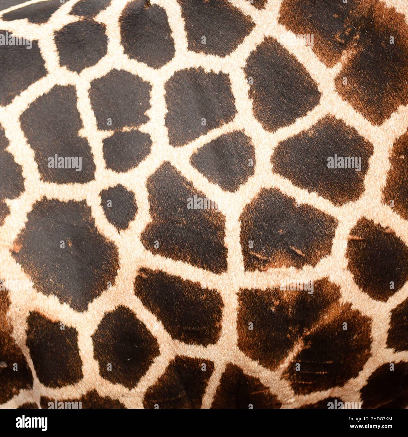 Fur patterns hi-res stock photography and images - Alamy