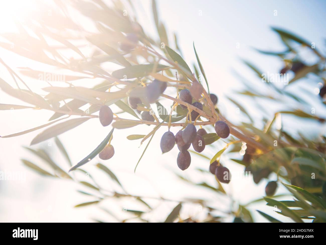 Olive branchs hi-res stock photography and images - Alamy