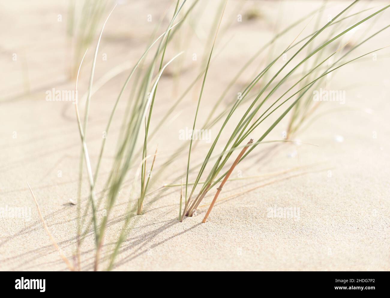 backgrounds, wellness & relax, beach, dunes, marram grass, background ...