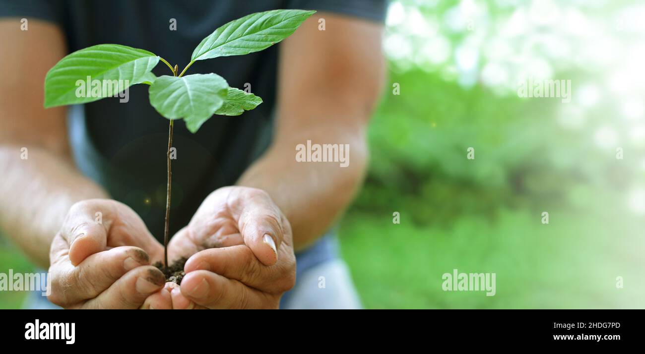 growth, gardening, young plant, growths, rise, plant care, tending of ...