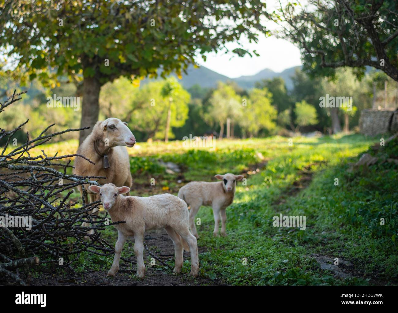 Lamb landscape hi-res stock photography and images - Alamy
