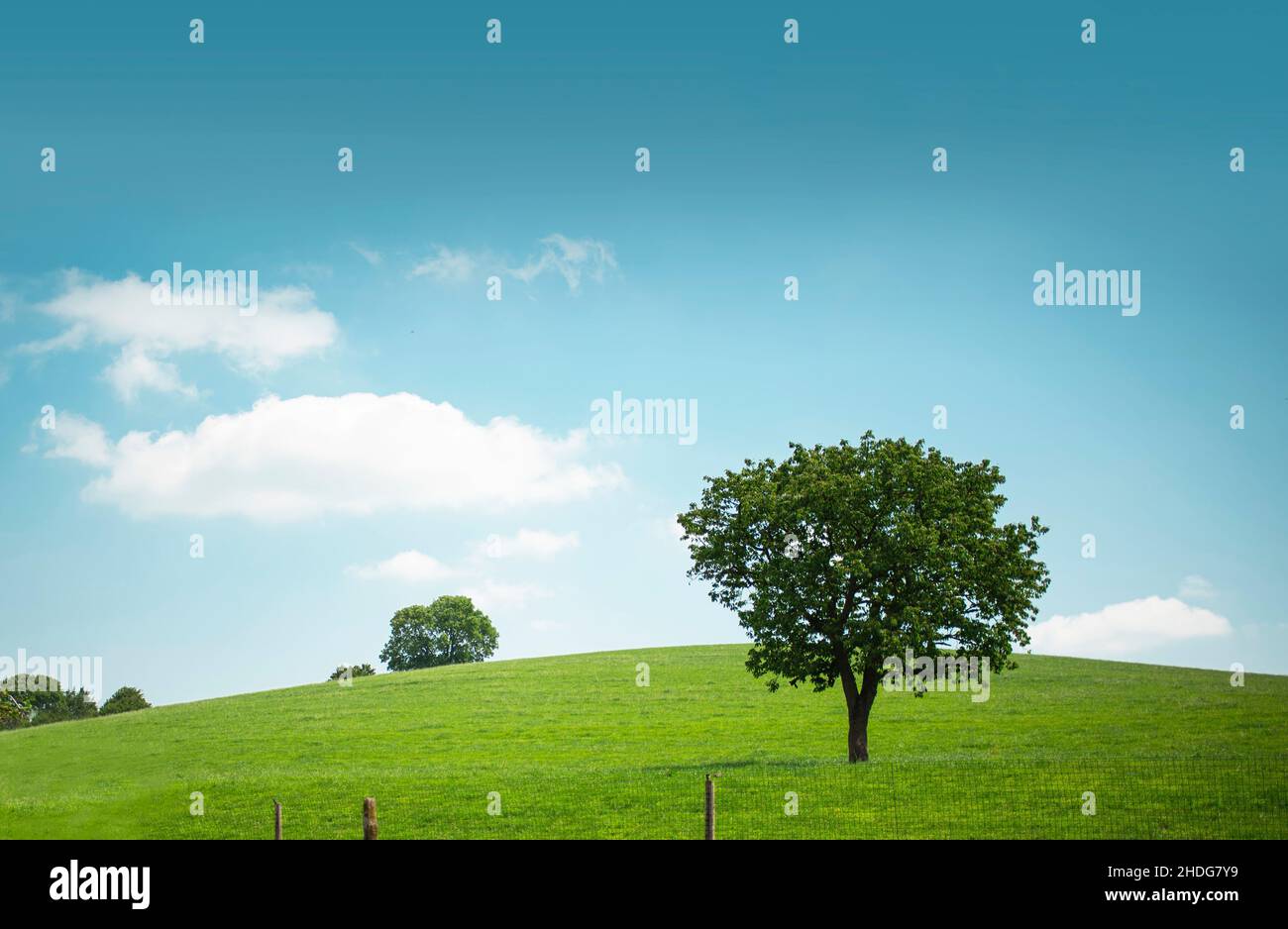 tree, meadow, hill, trees, meadows, hills Stock Photo - Alamy