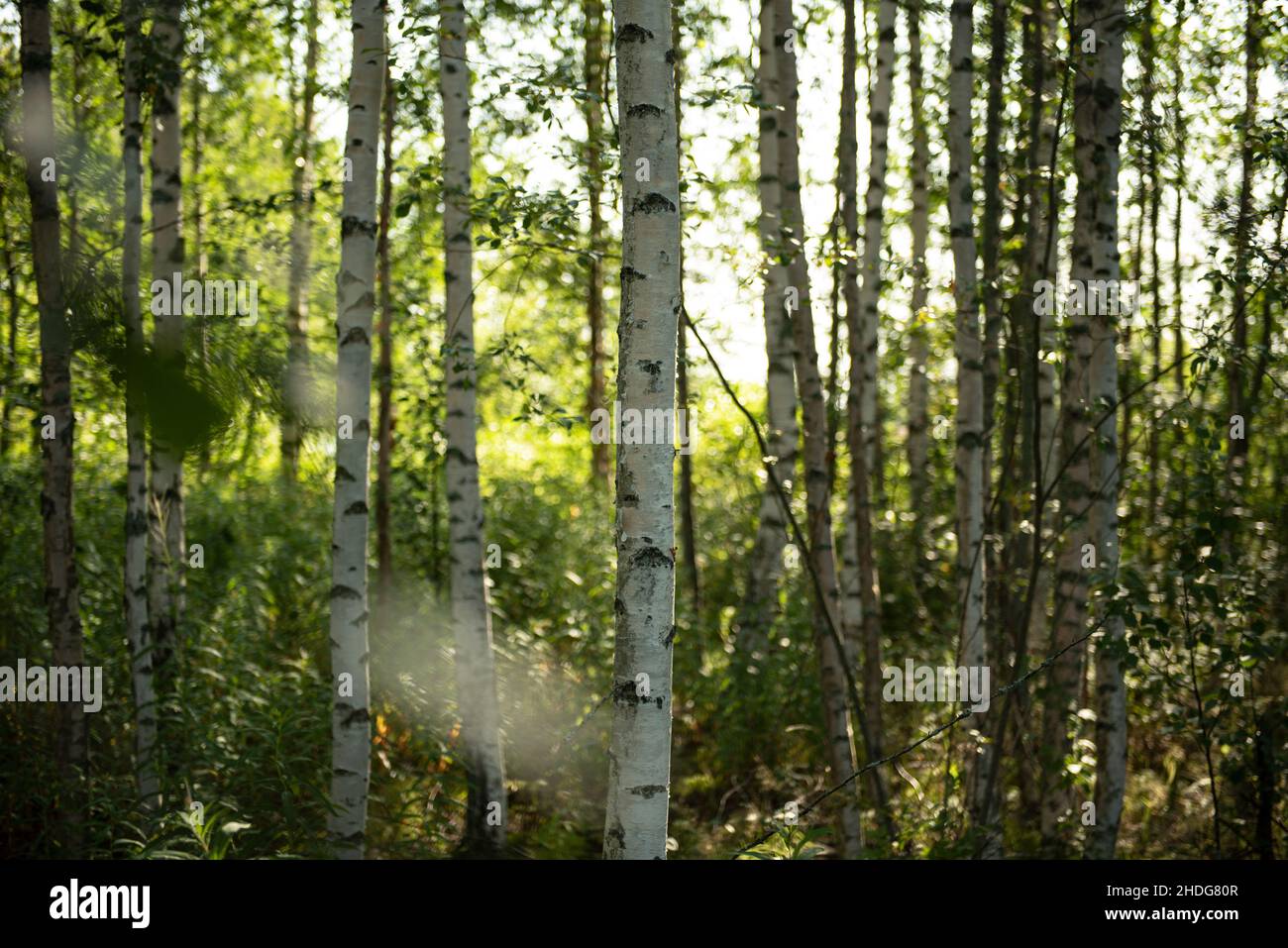birch forest, birch forests Stock Photo - Alamy