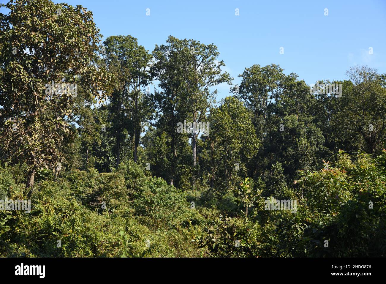 The gorumara national park hi-res stock photography and images - Alamy