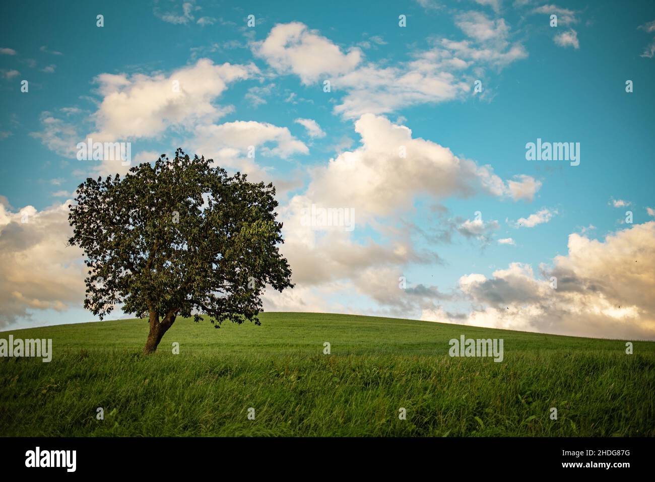 tree, meadow, trees, meadows Stock Photo - Alamy