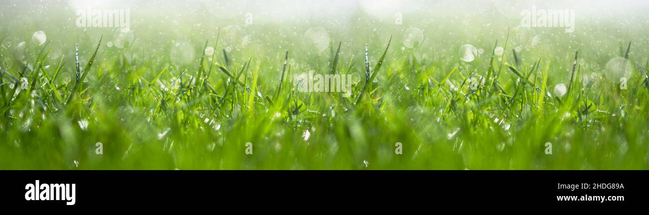 Reflections on grass hi-res stock photography and images - Alamy