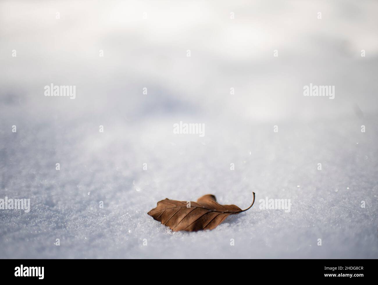 snow, autumn leaf, snowy, autumn leaves, eaf, fall, leaves Stock Photo ...
