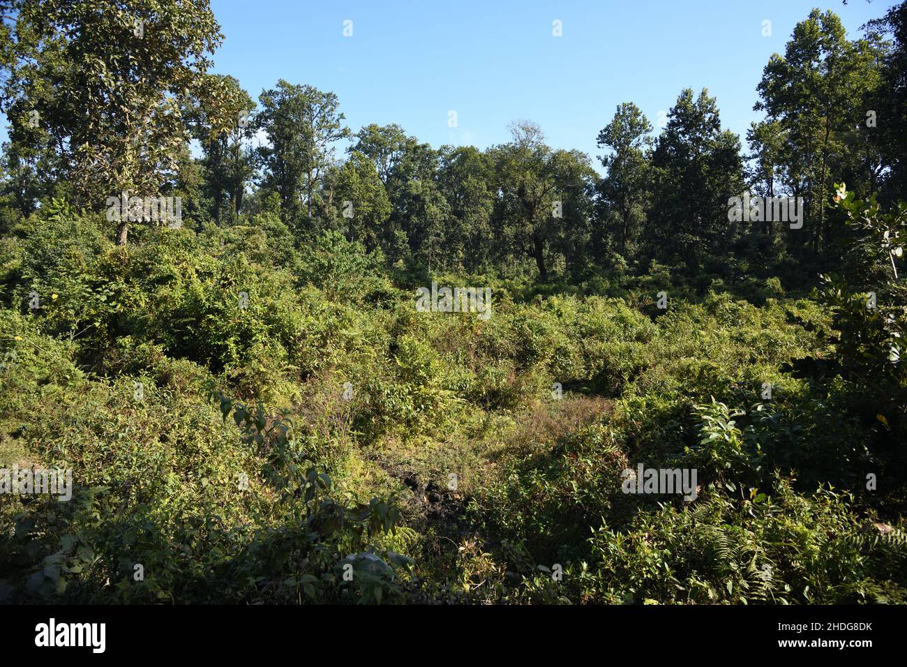 The gorumara national park hi-res stock photography and images - Alamy