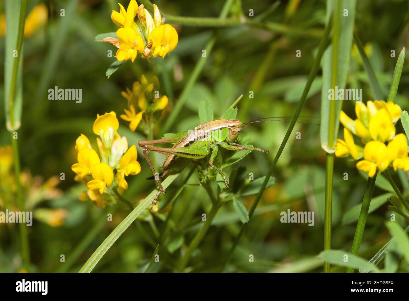 Sitting grasshopper hi-res stock photography and images - Alamy