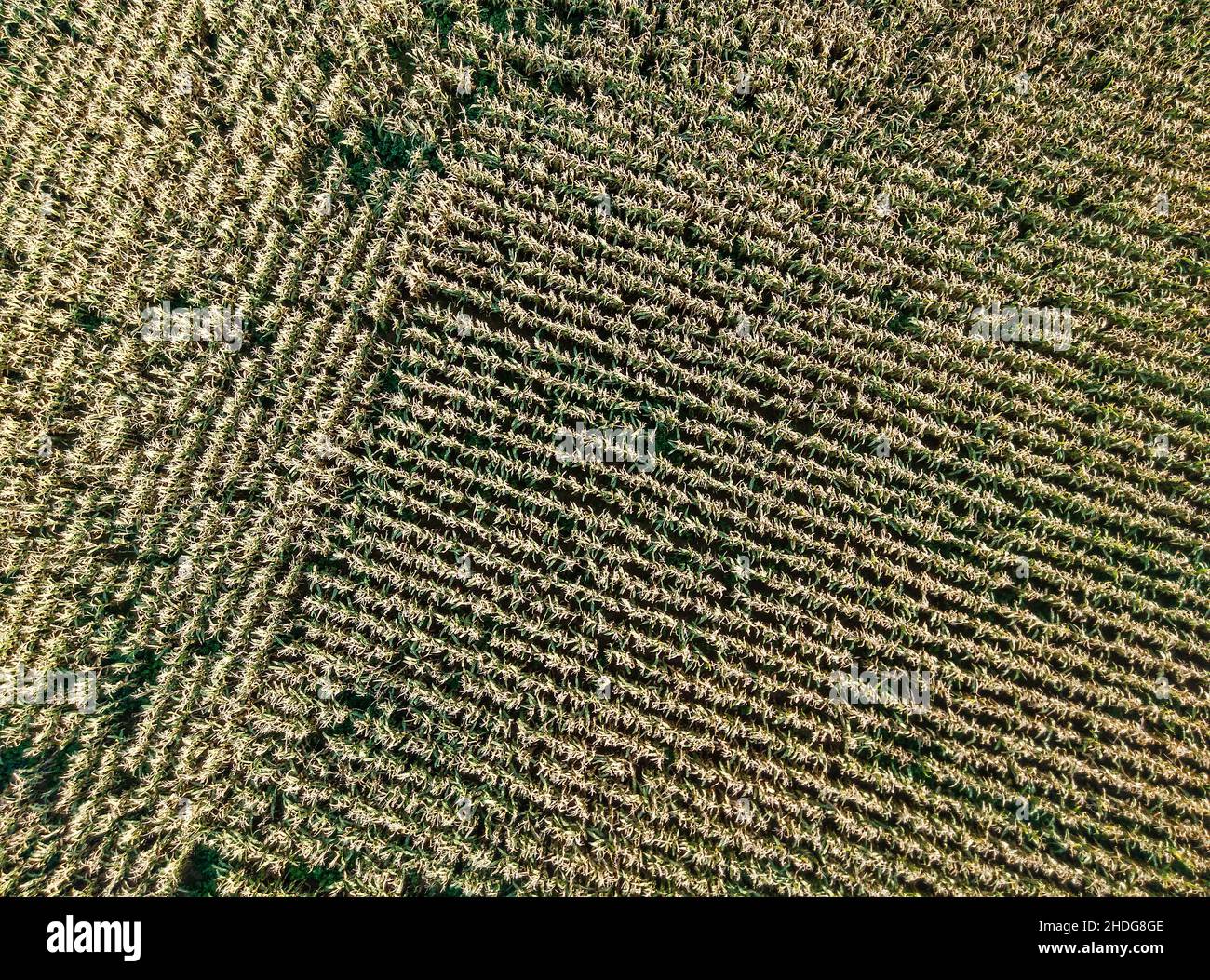 agriculture, farmland, maize field, agricultures, farmlands, cornfields ...