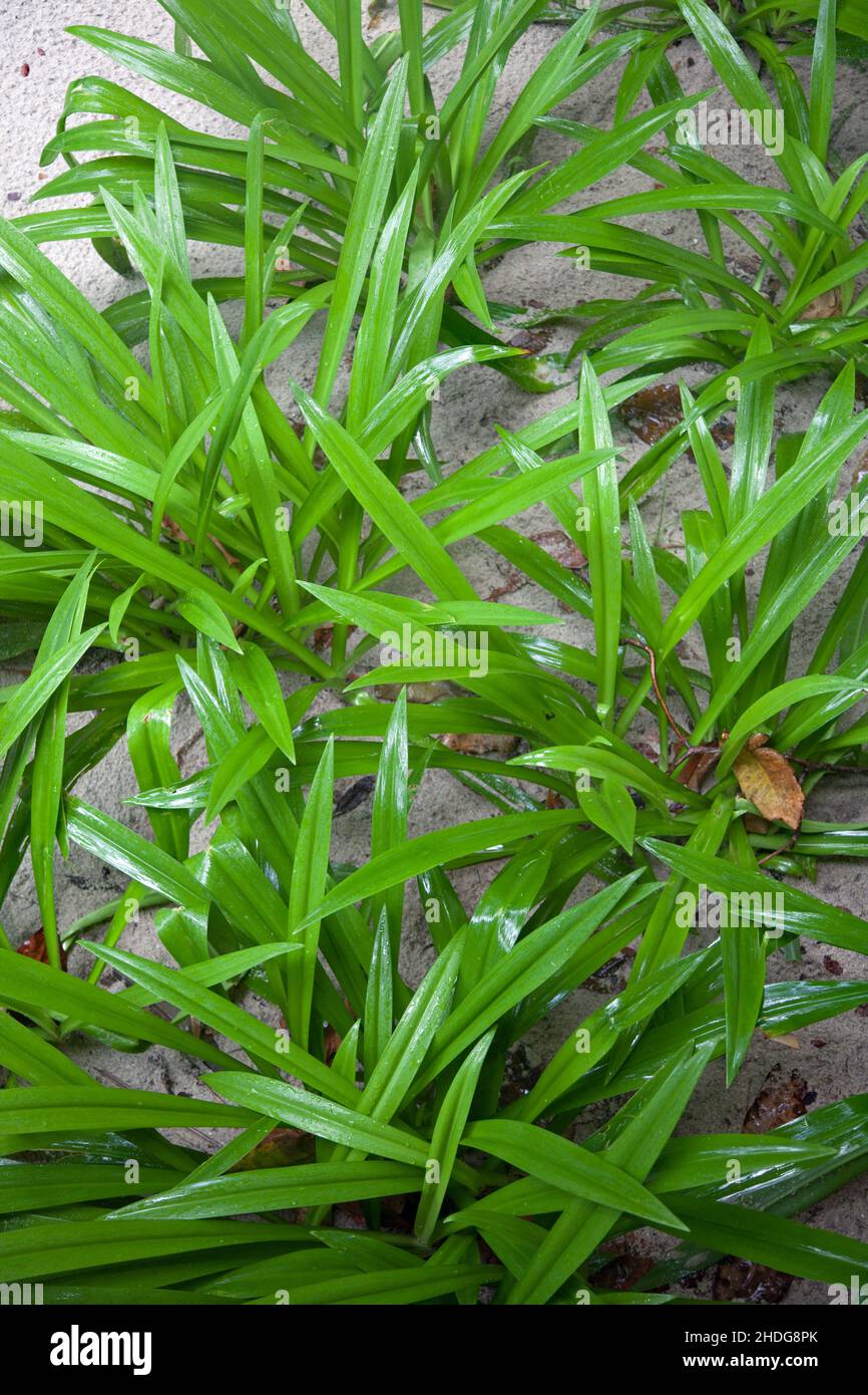 Pandanus amaryllifolius hi-res stock photography and images - Alamy