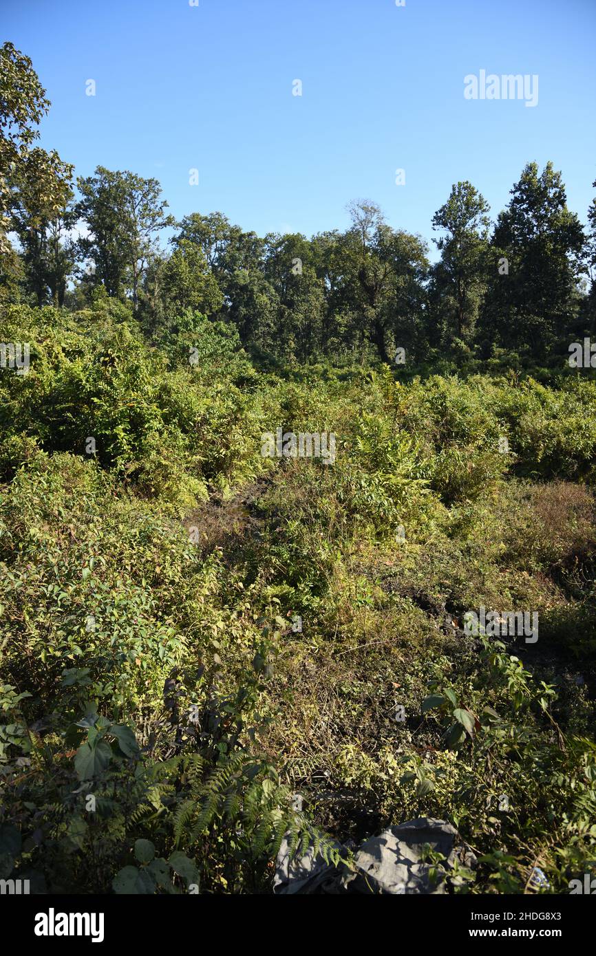 The gorumara national park hi-res stock photography and images - Alamy