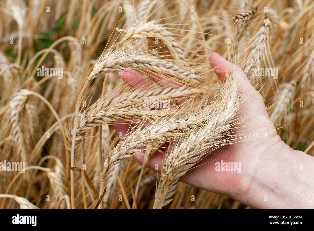 grain, barley, check, grains, barleys, checks Stock Photo - Alamy