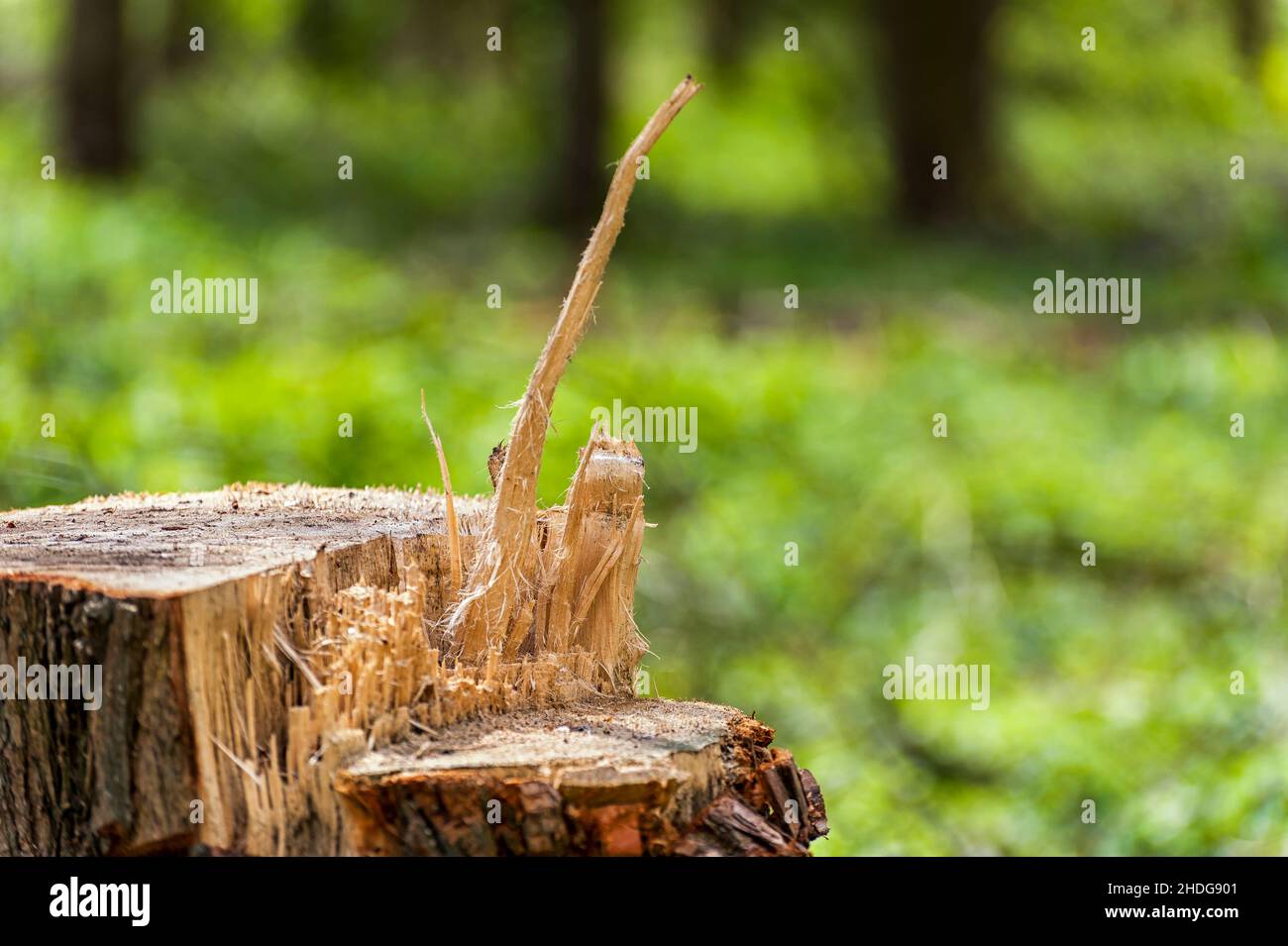 tree stump, logging, tree stumps Stock Photo - Alamy