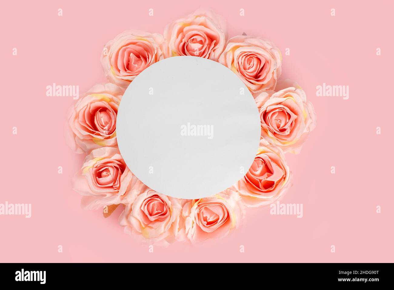 Beautiful rose flower in the garden. Rose flower background. Rose ...